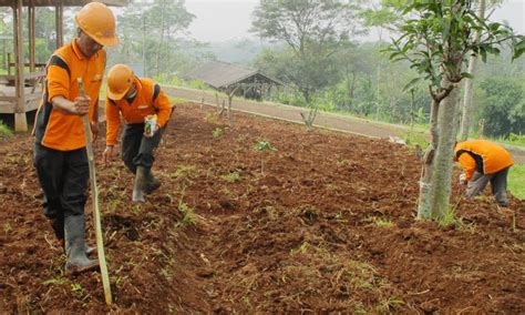 Cara Menanam Jagung Dengan Mudah Kebun Co Id