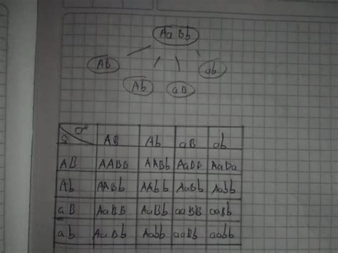 Utiliza Un Cuadro De Punnett Para Realizar Elcruzamiento De La