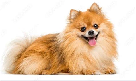 As 35 raças de cachorros peludos mais fofas para criar