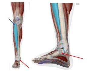 Cómo fortalecer Tibial Anterior tips y ejercicios