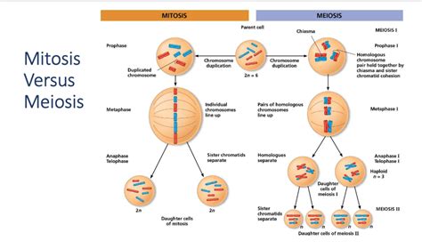 Mitosis Vs Meiosis Diagram Quizlet