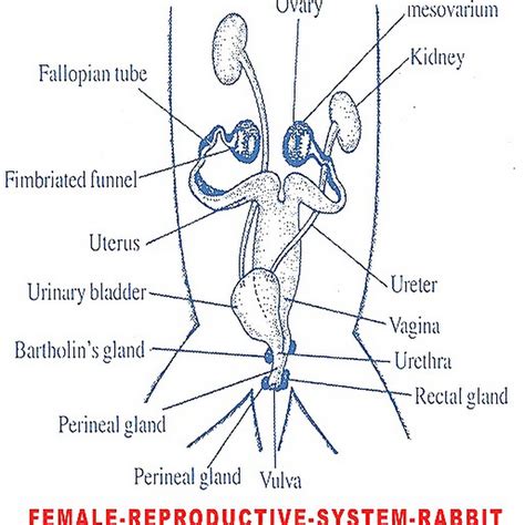 The Different Reproduction Methods Of Sycon Essay