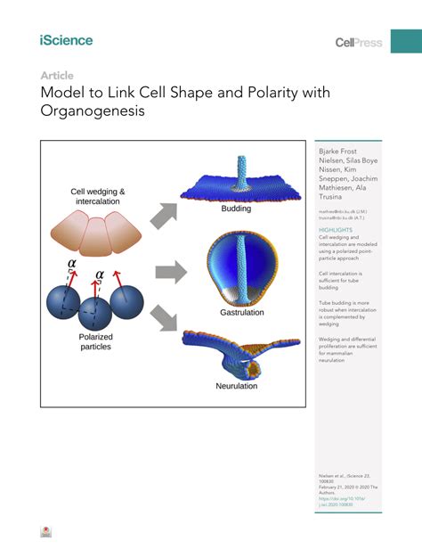pdf model to link cell shape and polarity with organogenesis