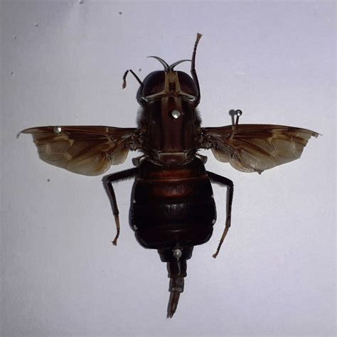 Cientistas Brasileiros Encontram Mosca Gigante OBSERVADOR REGIONAL