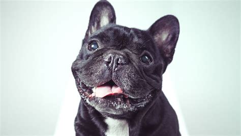 Le caractère des 10 races de chiens préférées des Français France Bleu