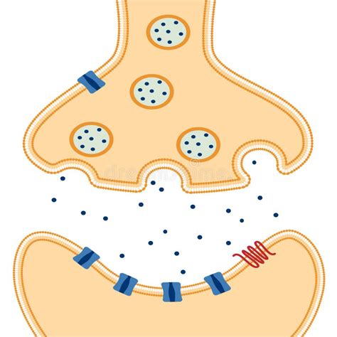 Synapse Between Two Neurons Vector Illustration Background Stock Vector