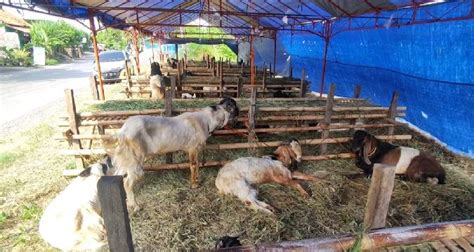 Jelang Idul Adha 2023 Harga Sapi Dan Kambing Di Kendal Mulai Naik