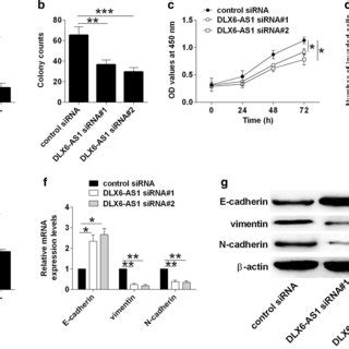 Knockdown Of DLX6 AS1 Inhibited Bladder Cancer Cell Proliferation