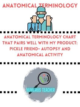 Anatomical Terminology Chart By Humerus Teacher Tpt
