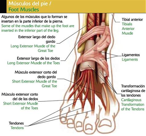 MÚSCULOS DEL PIE HUMANO Los mejores ejercicios VIDEOS Musculos del