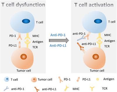 Frontiers Research Progress Of Biomarkers In The Prediction Of Anti