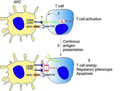 Frontiers Beyond T Cells Functional Characterization Of 50 OFF