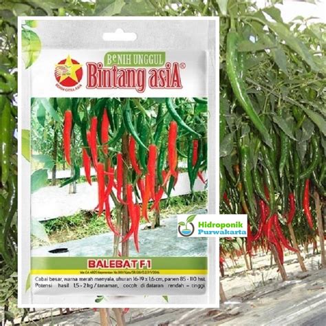 Jual Benih Cabe Cabai Besar Hibrida Balebat F Isi Biji Cap Bintang