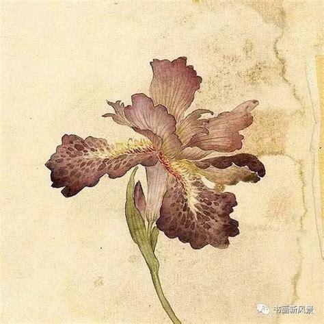 Pin By Ingemarie On Drawings In 2024 Botanical Drawings Chinese Art