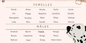 Noms de chats rigolos Plus de 20 idées