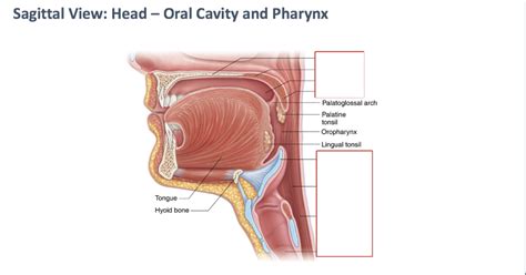 Sagittal View Head Oral Cavity Pharynx Diagram Quizlet