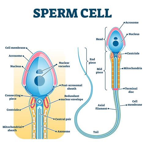 Premium Vector Sperm Cell Anatomy Education Fertility Biology