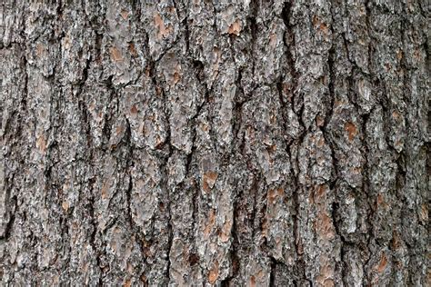 Free Picture Pine Wood Dry Tree Texture Oak Nature Bark Pattern