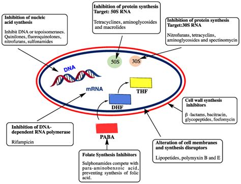 Mechanisms Of Action Of Some Antibiotics Adapted And Modified Image