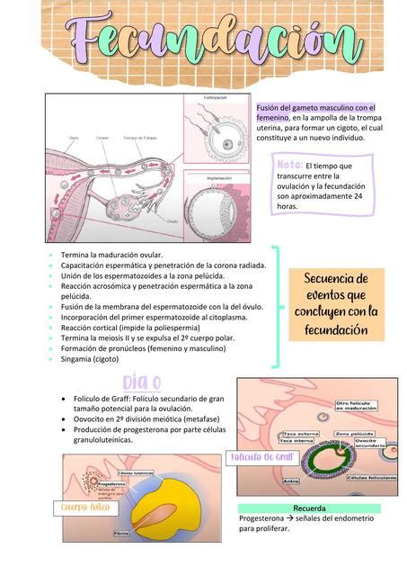 Fecundaci N Johanna Mendoza Costilla Udocz