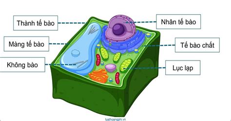 Tế bào nhân thực là gì Cấu trúc và Chức năng
