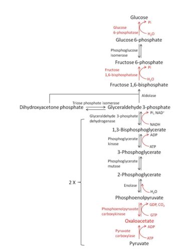 Biochemistry Ii Flashcards Quizlet