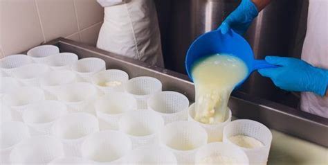 Qué es el cuajo del queso y para qué sirve