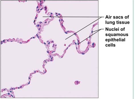 A P 1 Lab Exam Figure 4 3 Epithelial Tissues Labeling Identifying 2