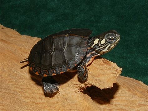 Midland Painted Turtles For Sale The Turtle Source