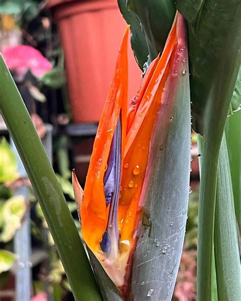 Bird Of Paradise Flower Growing Guide Meaning Plants Craze