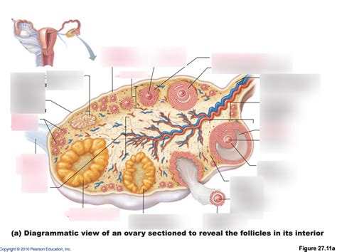 Inside Ovary Diagram Quizlet