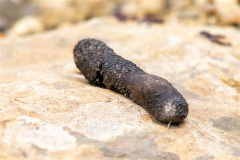 Crottes De H Risson Comment Les Reconnaitre Dans Son Jardin Mon