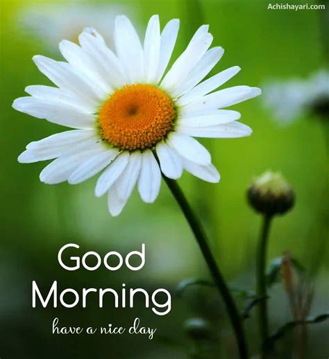 110 Good Morning Images Pictures Photos Wishes 2024