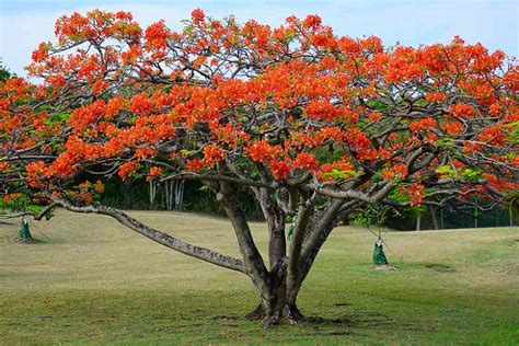 Delonix Regia Flamboyant