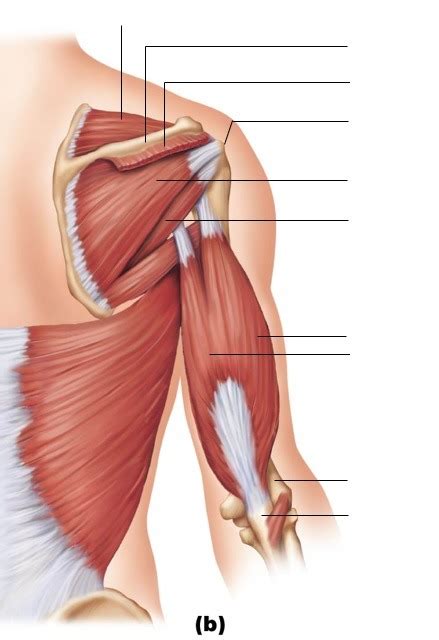 A P Lab I Exam Muscles Causing Movement To Arm And Forearm