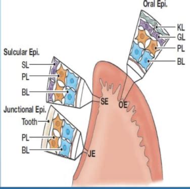 Perio Ch Microscopic Anatomy Of The Periodontium Flashcards Quizlet