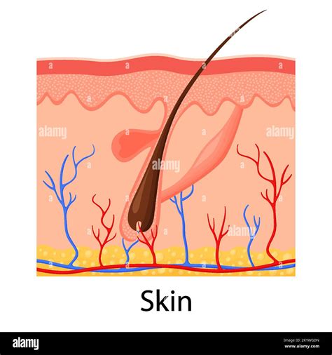 Human Skin Layered Epidermis With Hair Follicle Sweat And Sebaceous