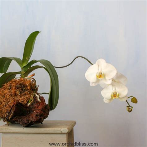 The Complete Guide To Mounted Orchids Orchid Bliss Indoor Orchids