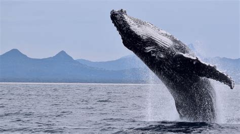 La temporada de avistamiento de ballenas jorobadas empezó en Ecuador