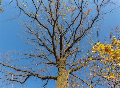 Premium Photo Naked Branches Of A Tree