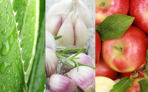 Top Des Aliments Dorigine V G Tale Qui Am Liorent Votre Digestion