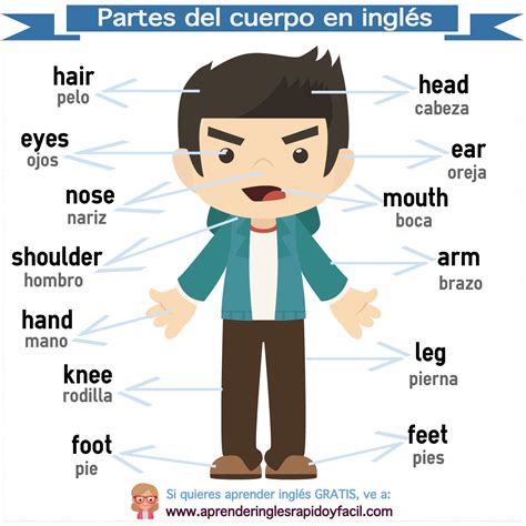 Partes Del Cuerpo En Ingl S Parts Of The Body In English Partes Del