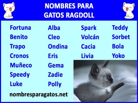 Nombres Para Gatos Ragdoll Originales