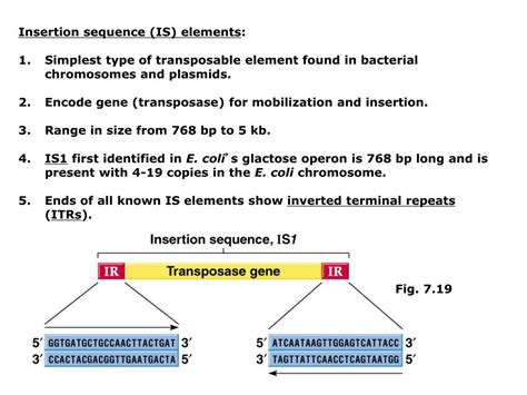 ppt chapter 7b transposable elements general features of transposable elements powerpoint