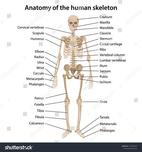 Anatomy Human Skeleton Main Parts Labeled Stock Vector 46 OFF
