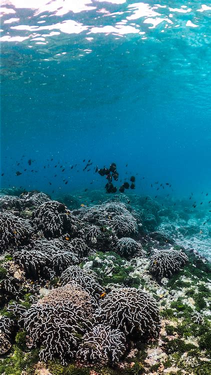 Similan Islands Tour Everything You Need To Know Thailand Stella