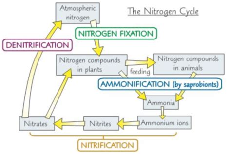 Energy Transfer And Nutrient Cycles Flashcards Quizlet
