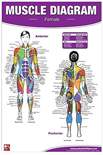 Buy PREMIUM FEMALE MUSCLE DIAGRAM Anterior And Ior Muscle Chart