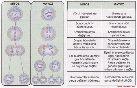 Prokaryot H Cre Ve Karyot H Crenin Ortak Zellikleri Yeni Biyoloji