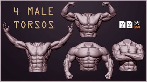Male Torso Models For Sale Zbrush Stl Anatomy Artwork Poster